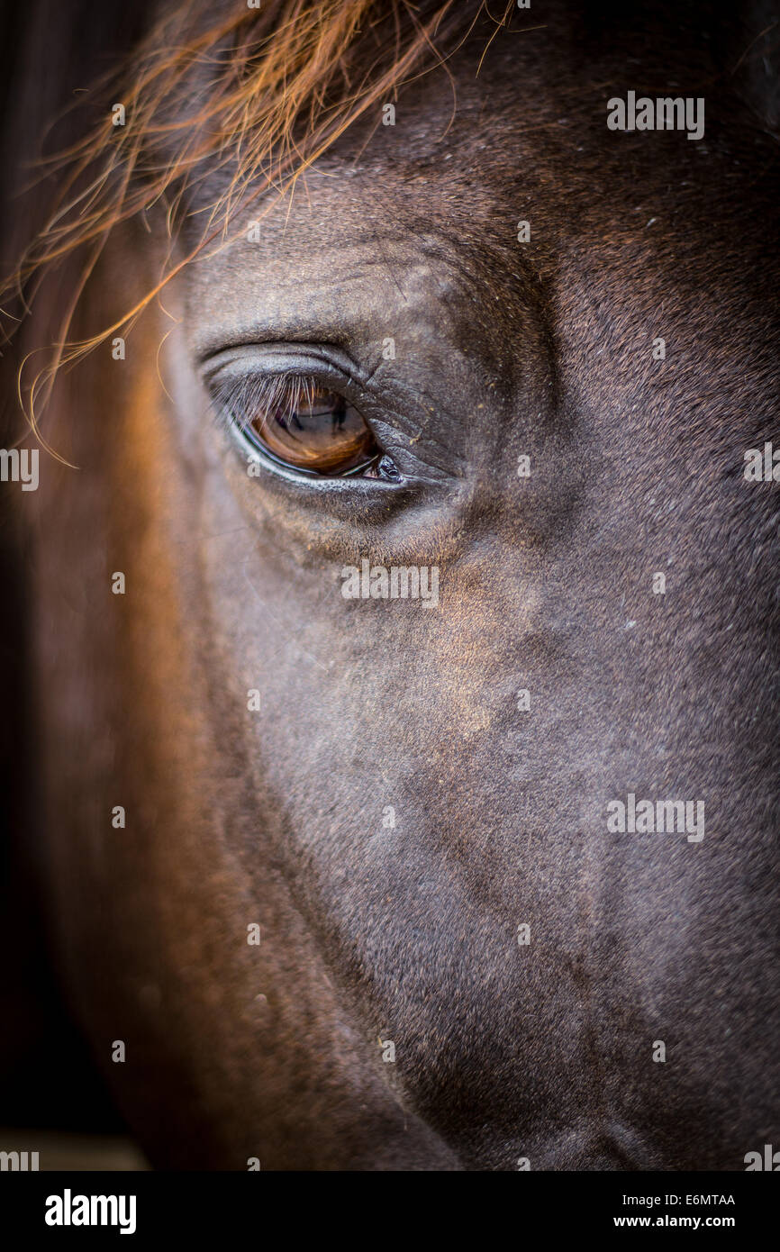 Close-up head shot d'un cheval dans son écurie, centrée sur son œil ...