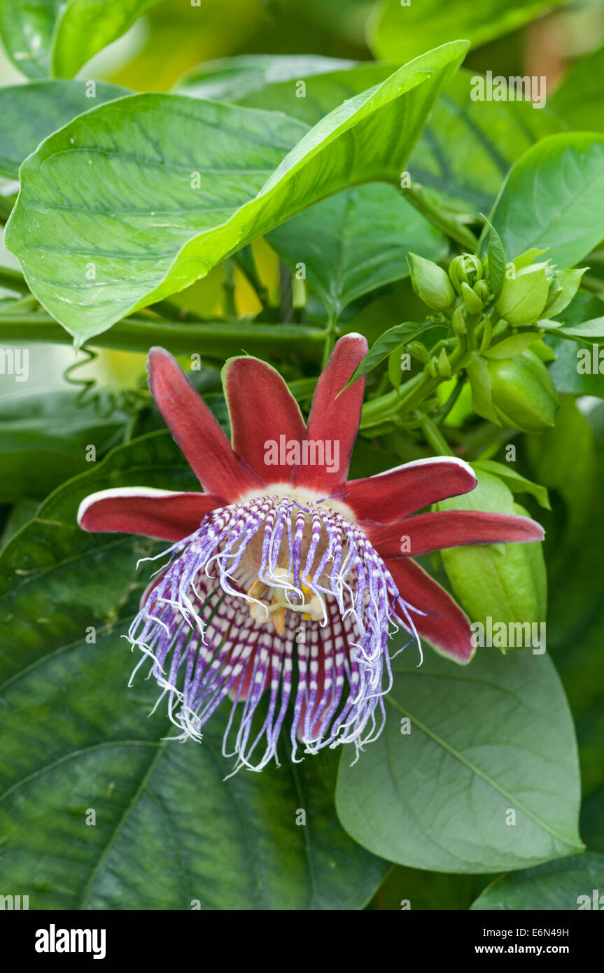 Passion flower passiflora Banque de photographies et d’images à haute ...