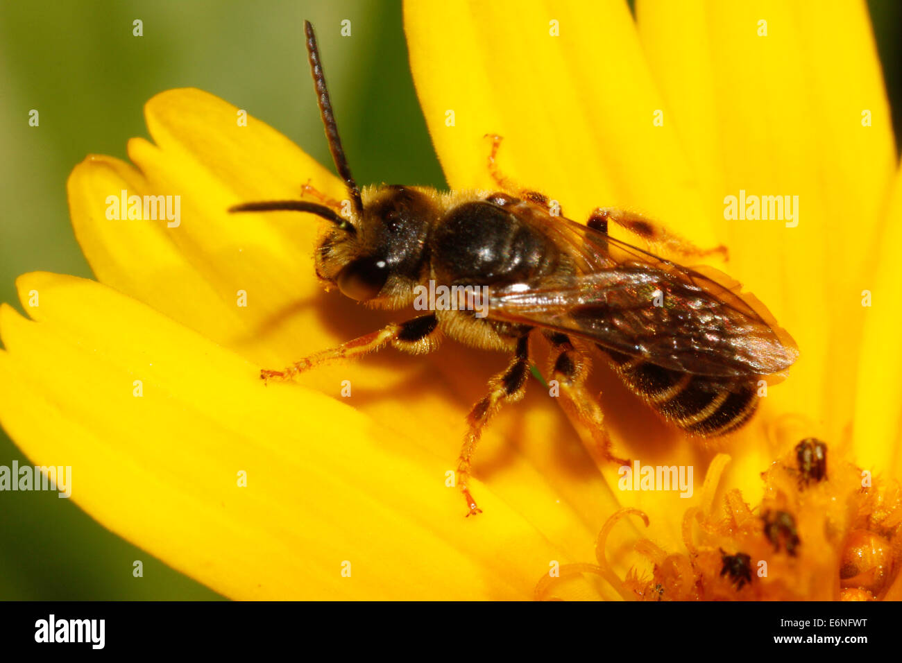 Creeping daisy Banque de photographies et d’images à haute résolution ...