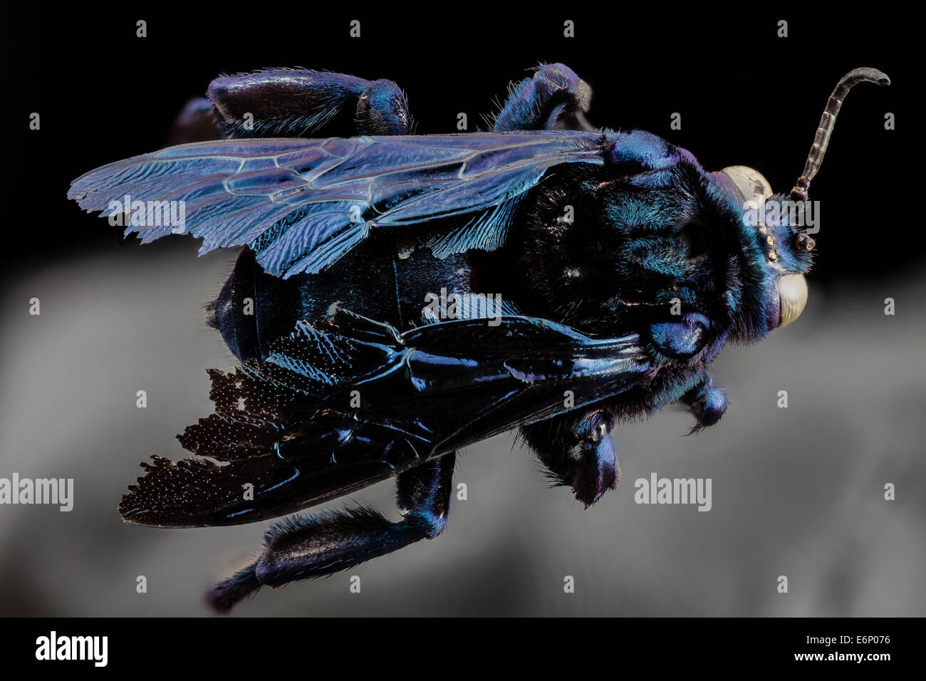 Acanthopus excellens, une espèce spectaculaire de cleptoparasite du ...