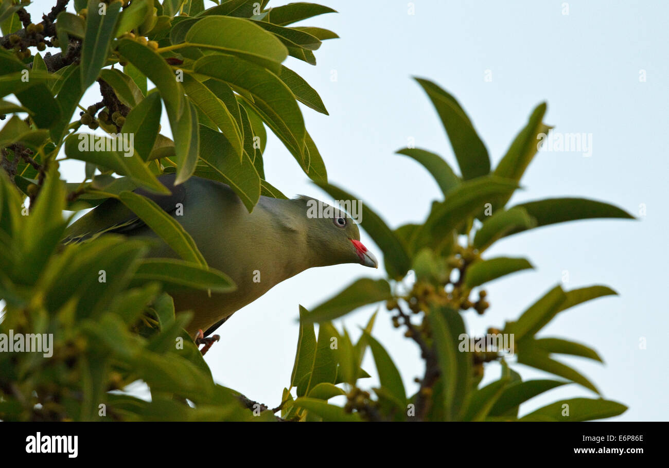 Pigeon vert africain Banque de photographies et d’images à haute ...