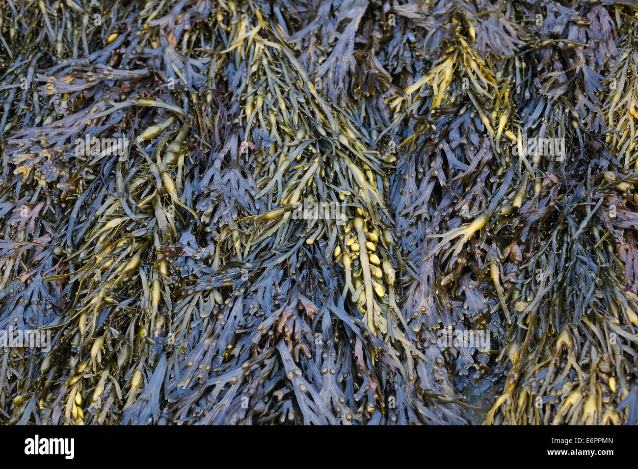 Fucus algae Banque de photographies et d’images à haute résolution - Alamy