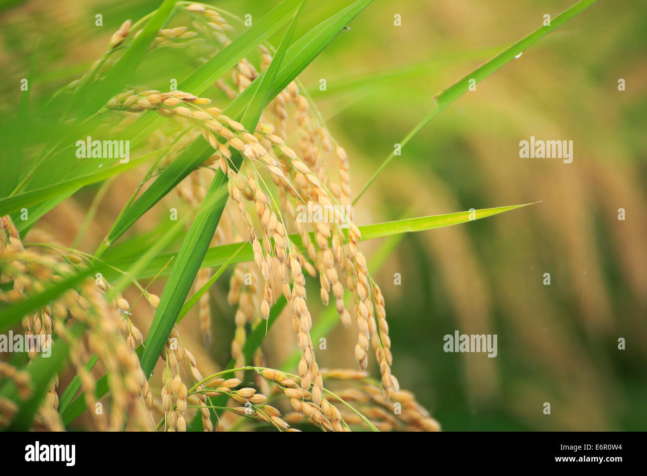Plant de riz japonais Banque de photographies et d’images à haute ...