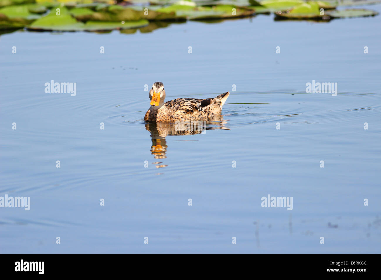 Canard de la floride Banque de photographies et d’images à haute ...