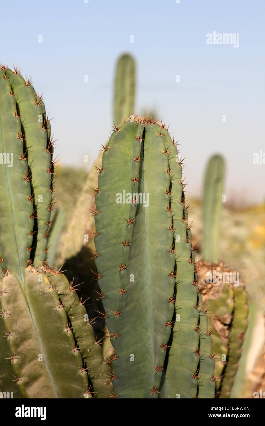 Autocollant de cactus Banque de photographies et d’images à haute ...