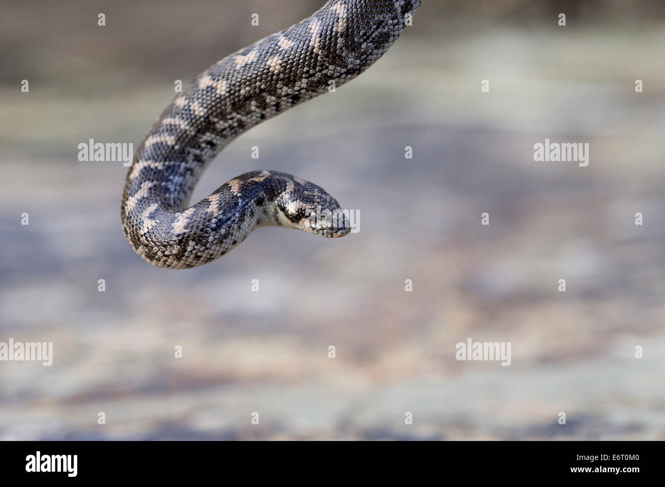 Jaculus jaculus Banque de photographies et d’images à haute résolution ...