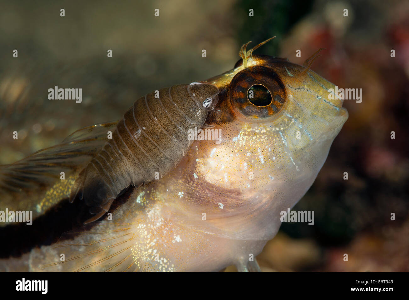 Parasite du poisson à rayures sur Anilocra physodes, blennies, Blennius ...