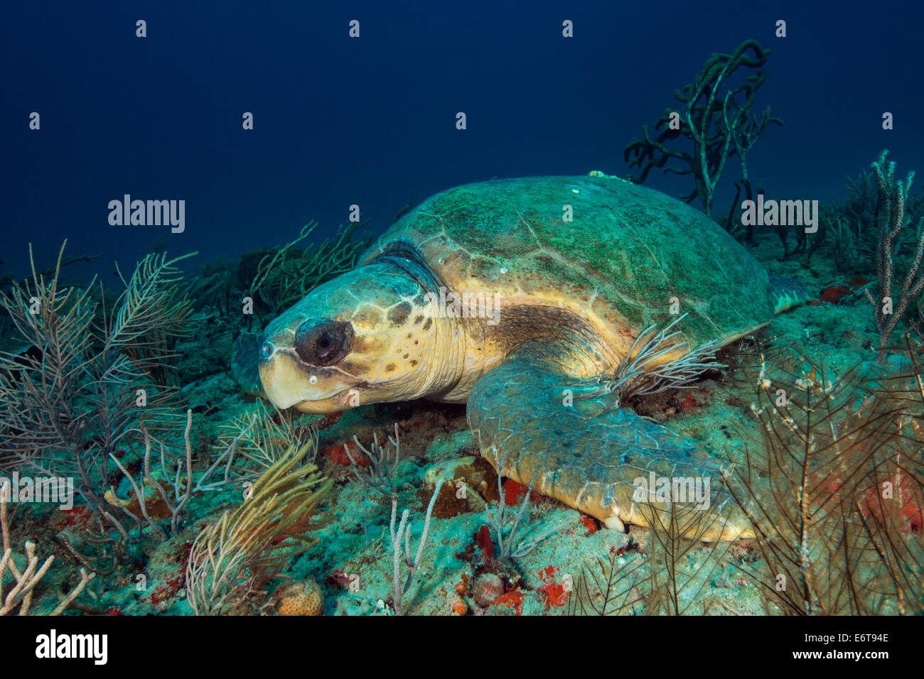 Tortue verte de l'atlantique chelonia mydas Banque de photographies et ...