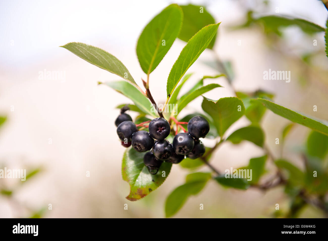Aronia arbuste Banque de photographies et d’images à haute résolution ...