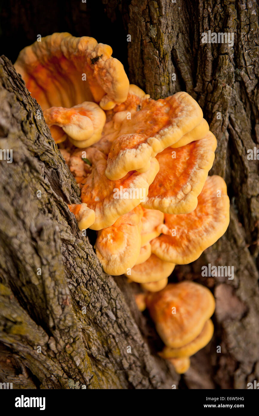 Rare mushroom Banque de photographies et d’images à haute résolution ...