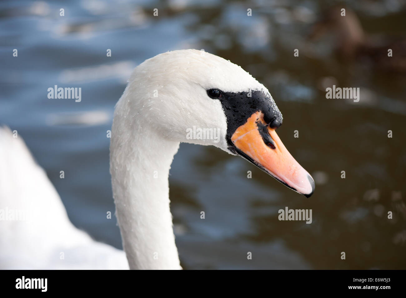 Oiseau cygne muet Banque de photographies et d’images à haute résolution - Alamy