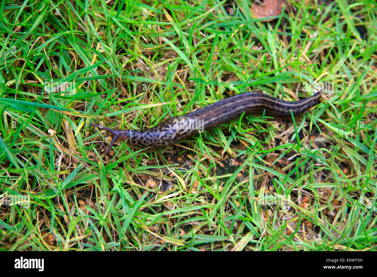 Limax maximus Banque de photographies et d’images à haute résolution ...