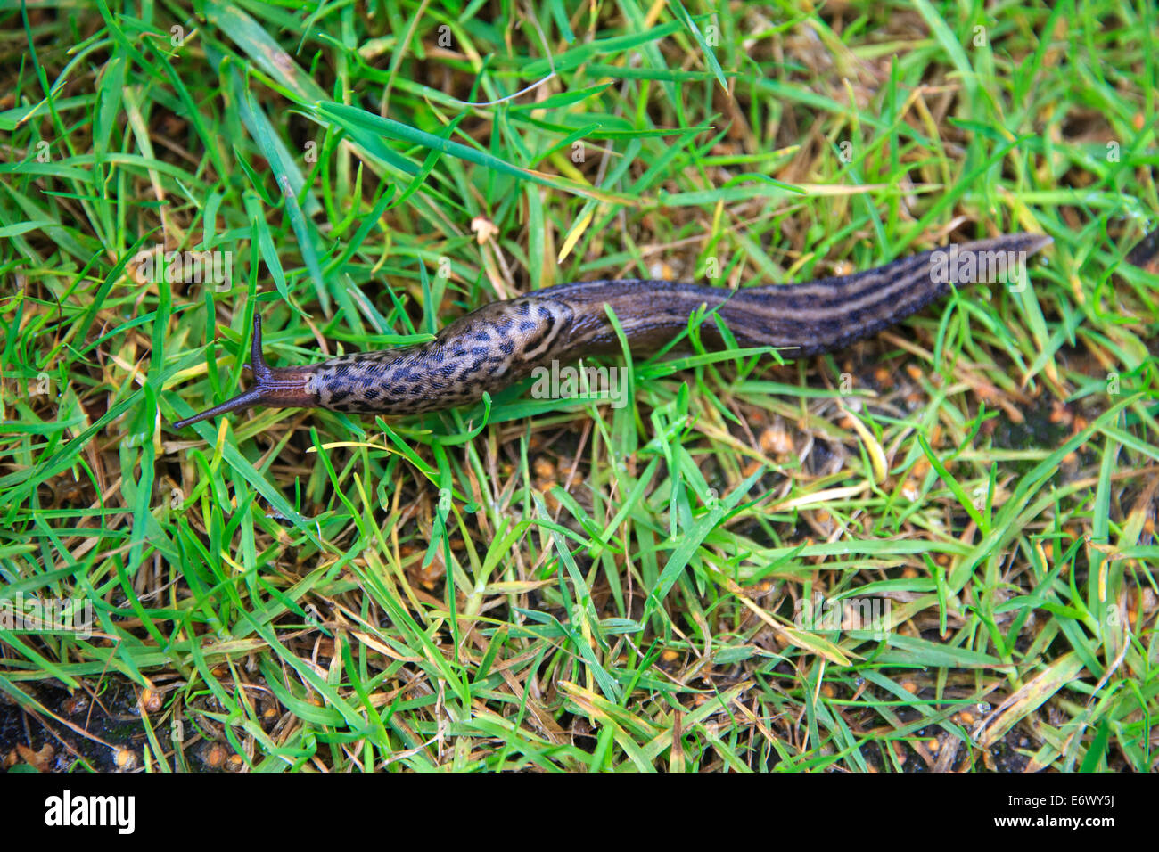 Limax maximus Banque de photographies et d’images à haute résolution ...