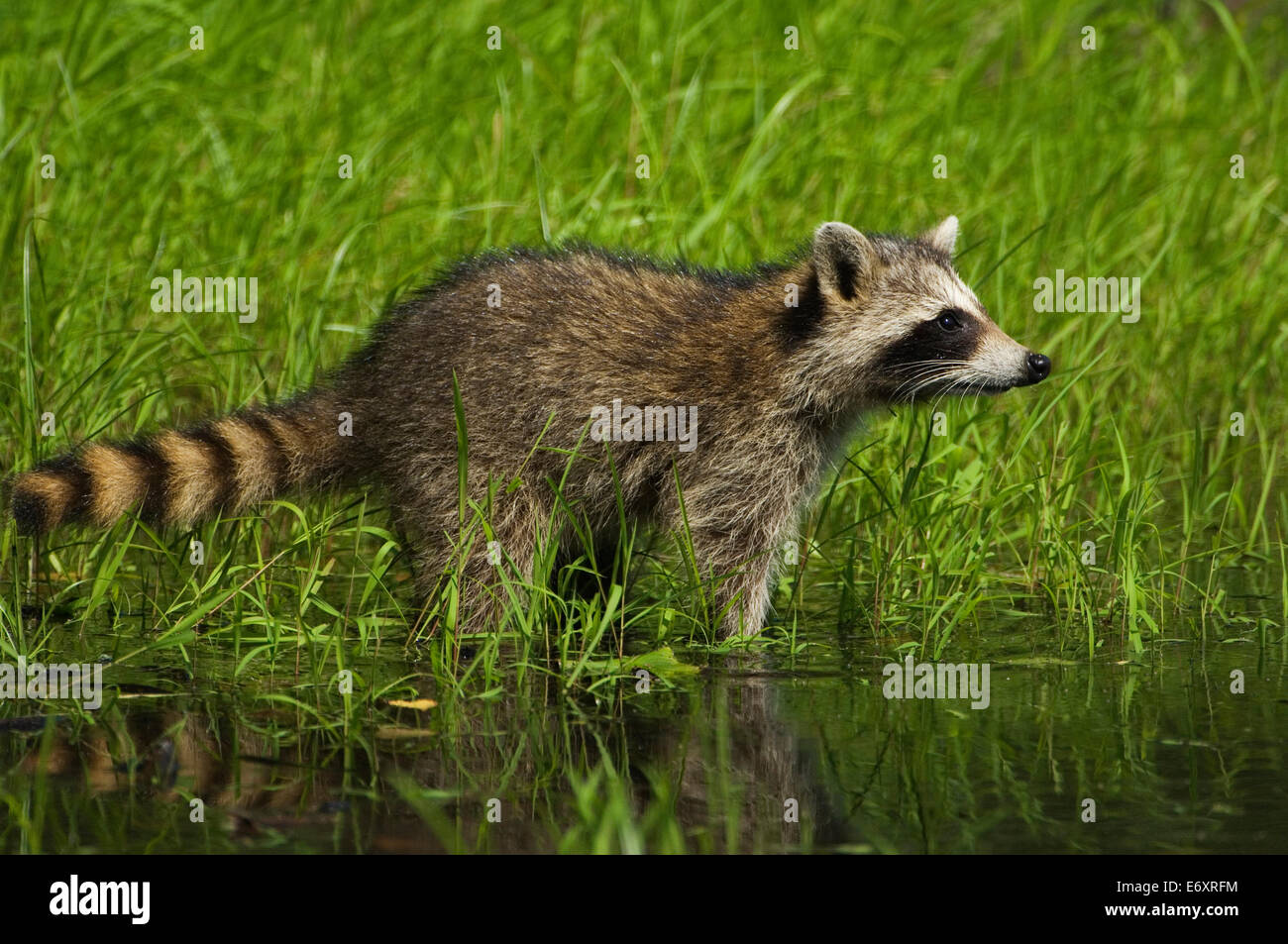 Animaux des zones humides Banque de photographies et d’images à haute ...