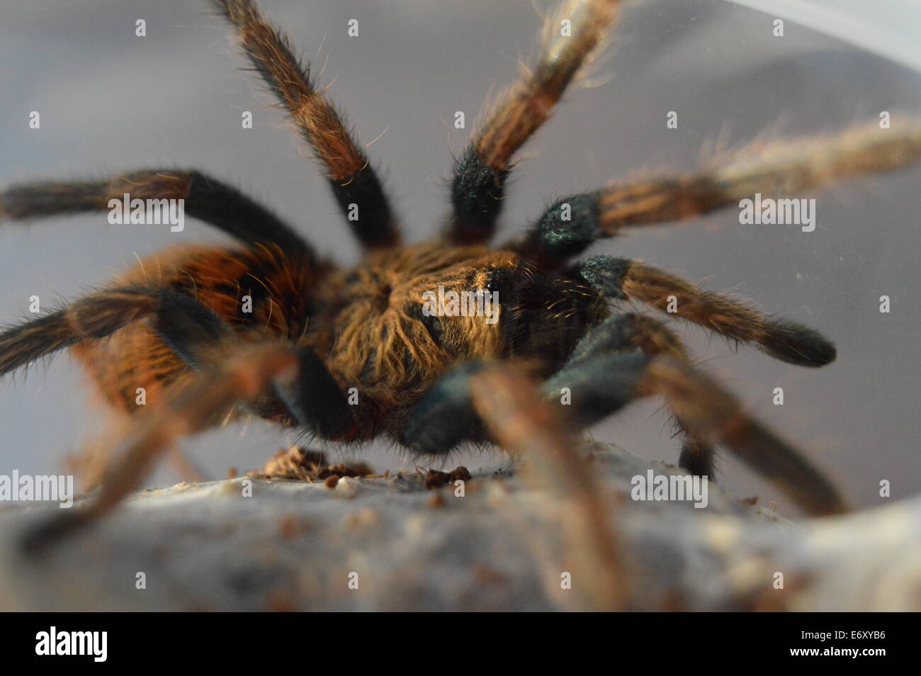 Chromatopelma cyaneopubescens Banque de photographies et d’images à ...
