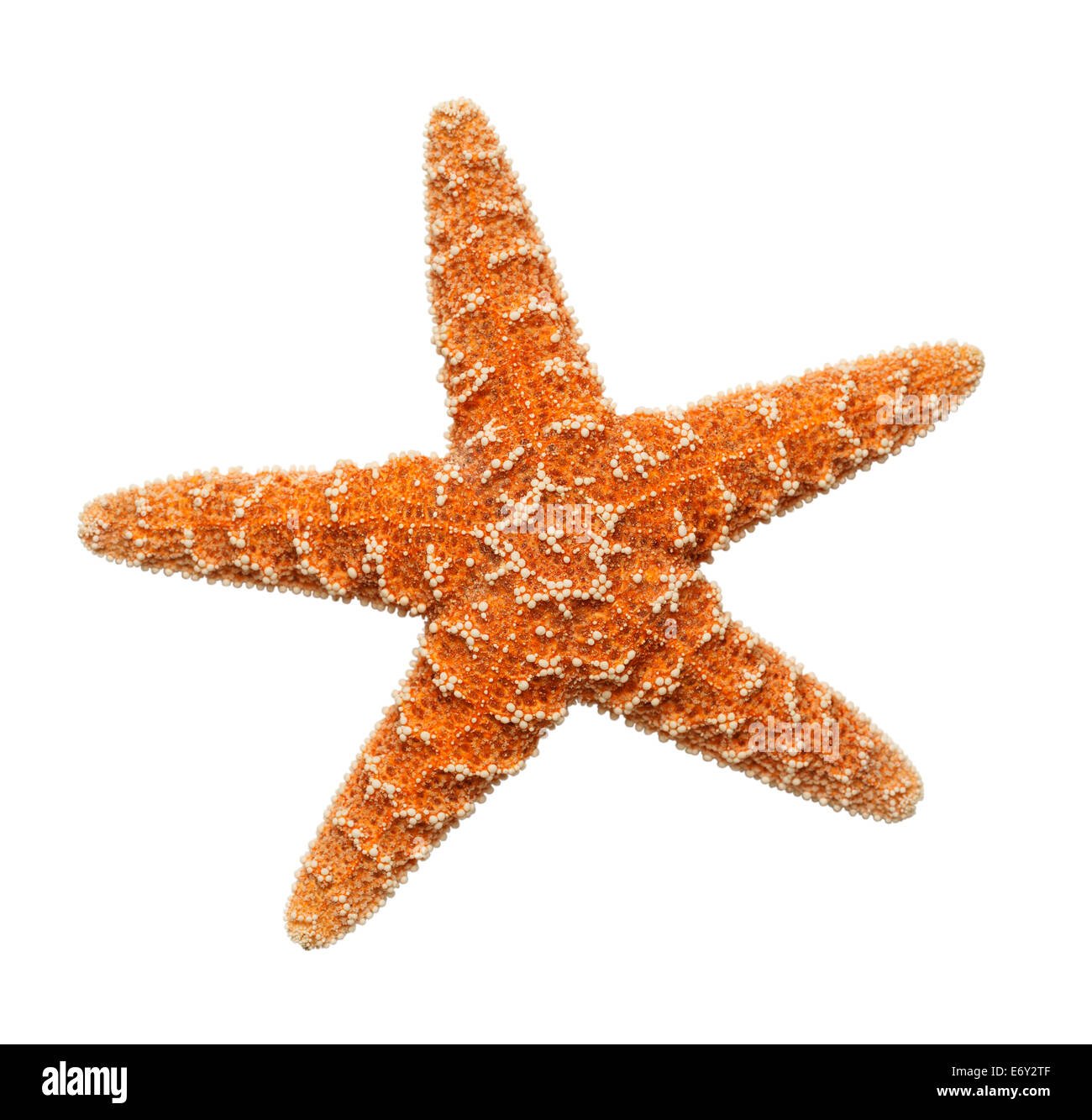 étoile de mer orange Banque de photographies et d’images à haute ...