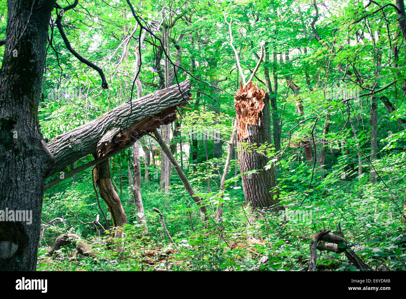 Tree protectors Banque de photographies et d’images à haute résolution ...