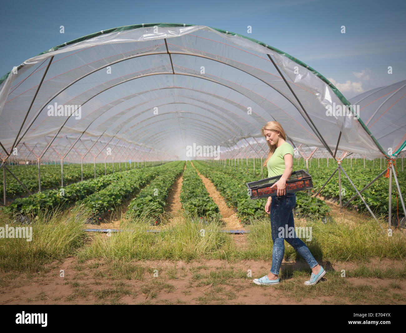Cueillir des fruits dans une ferme Banque de photographies et d’images ...