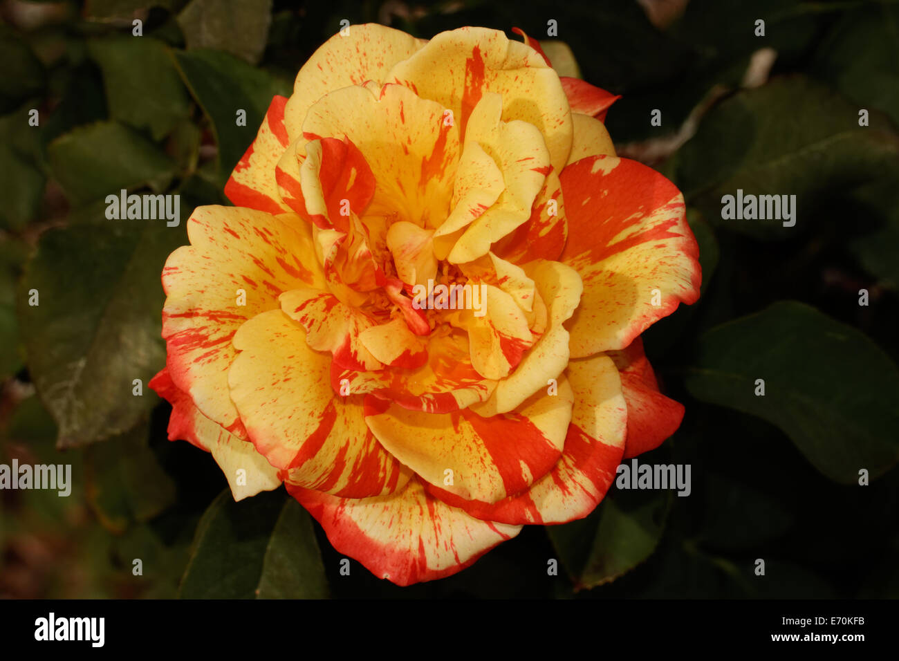 Fleur jaune et rouge Banque de photographies et d’images à haute ...