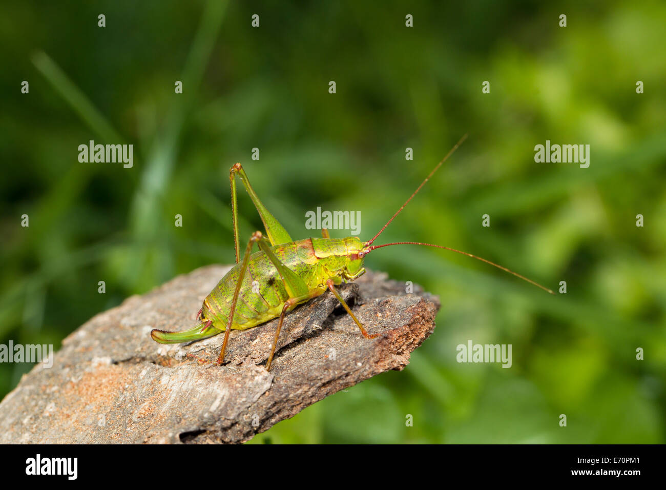 Ensifera ensifera Banque de photographies et d’images à haute ...