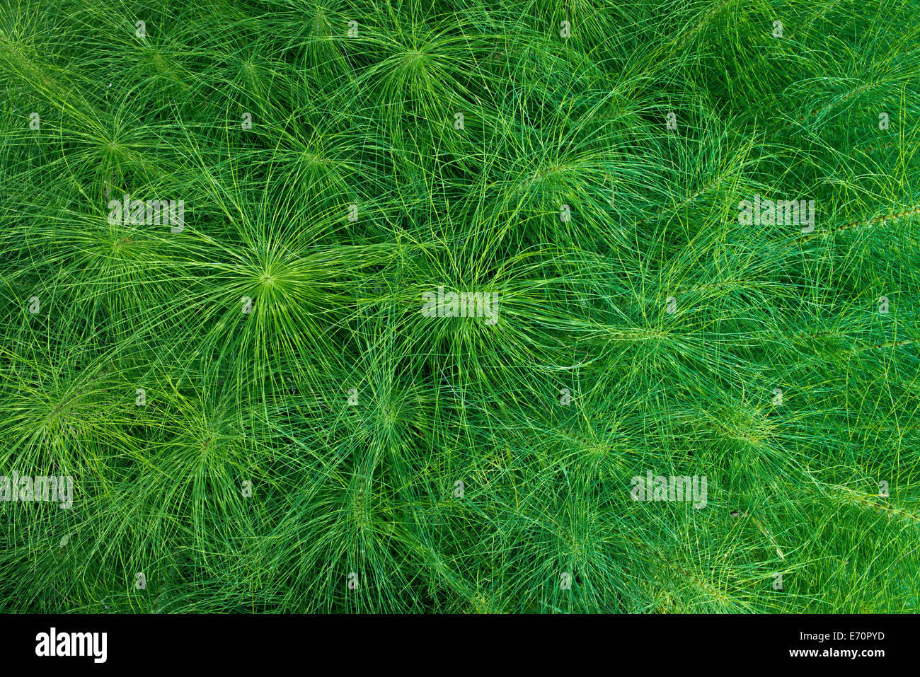 Equisetum telmateia Banque de photographies et d’images à haute ...