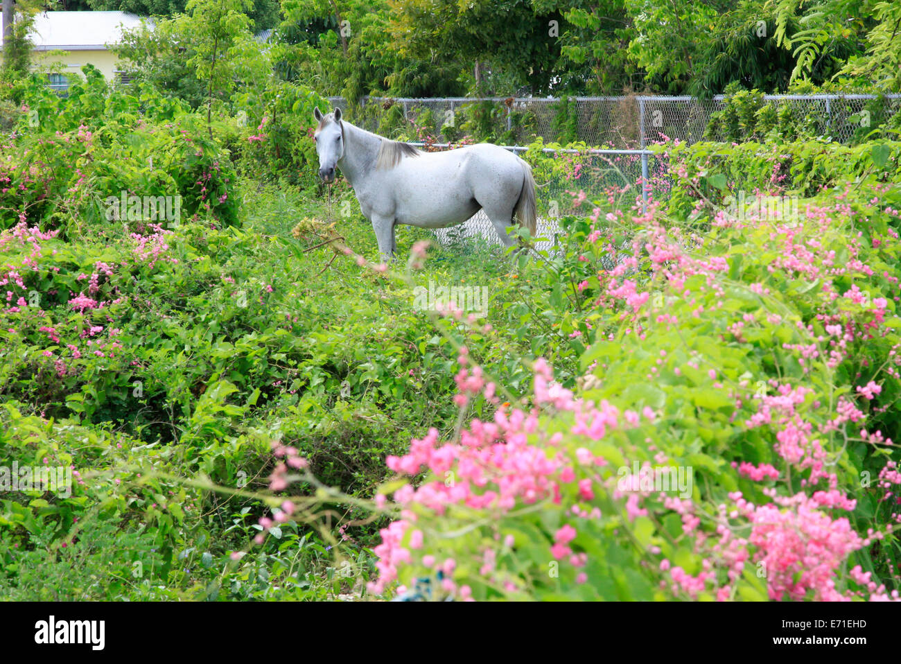 Aging horse mare Banque de photographies et d’images à haute résolution ...