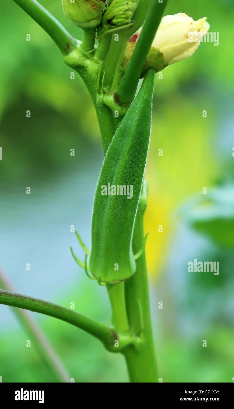 Plante de gombo Banque de photographies et d’images à haute résolution ...