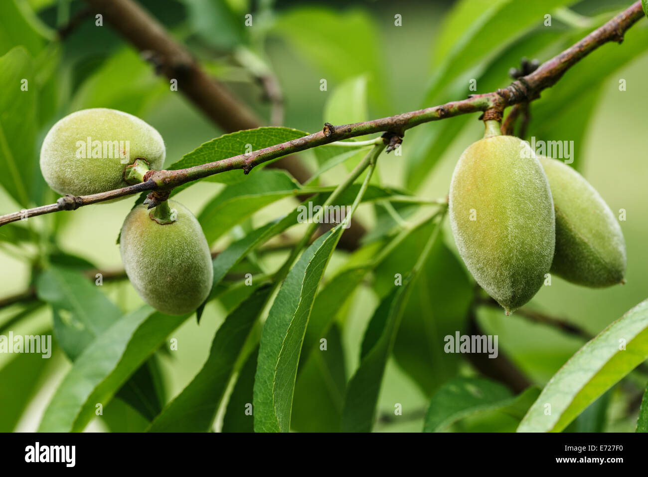 Amandes vertes Banque de photographies et d’images à haute résolution ...