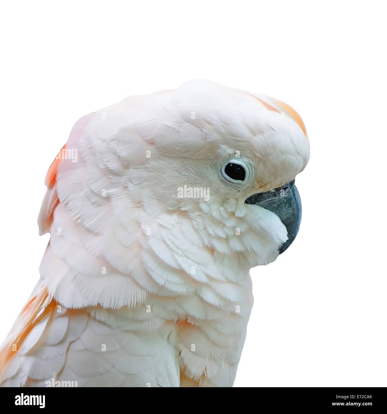 Pink cockatoo Banque de photographies et d’images à haute résolution ...