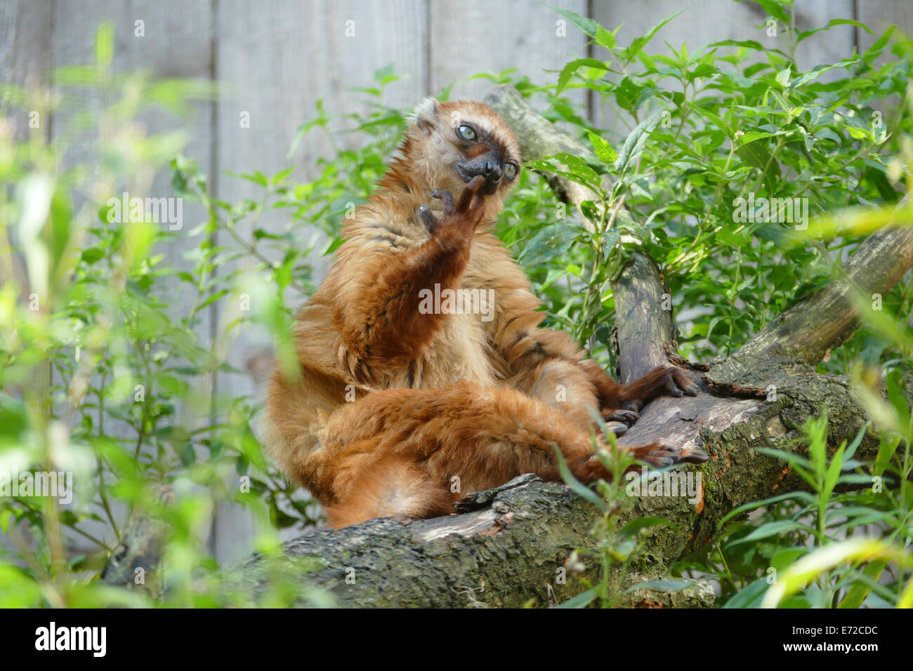 Maki Singe Banque d'image et photos - Alamy