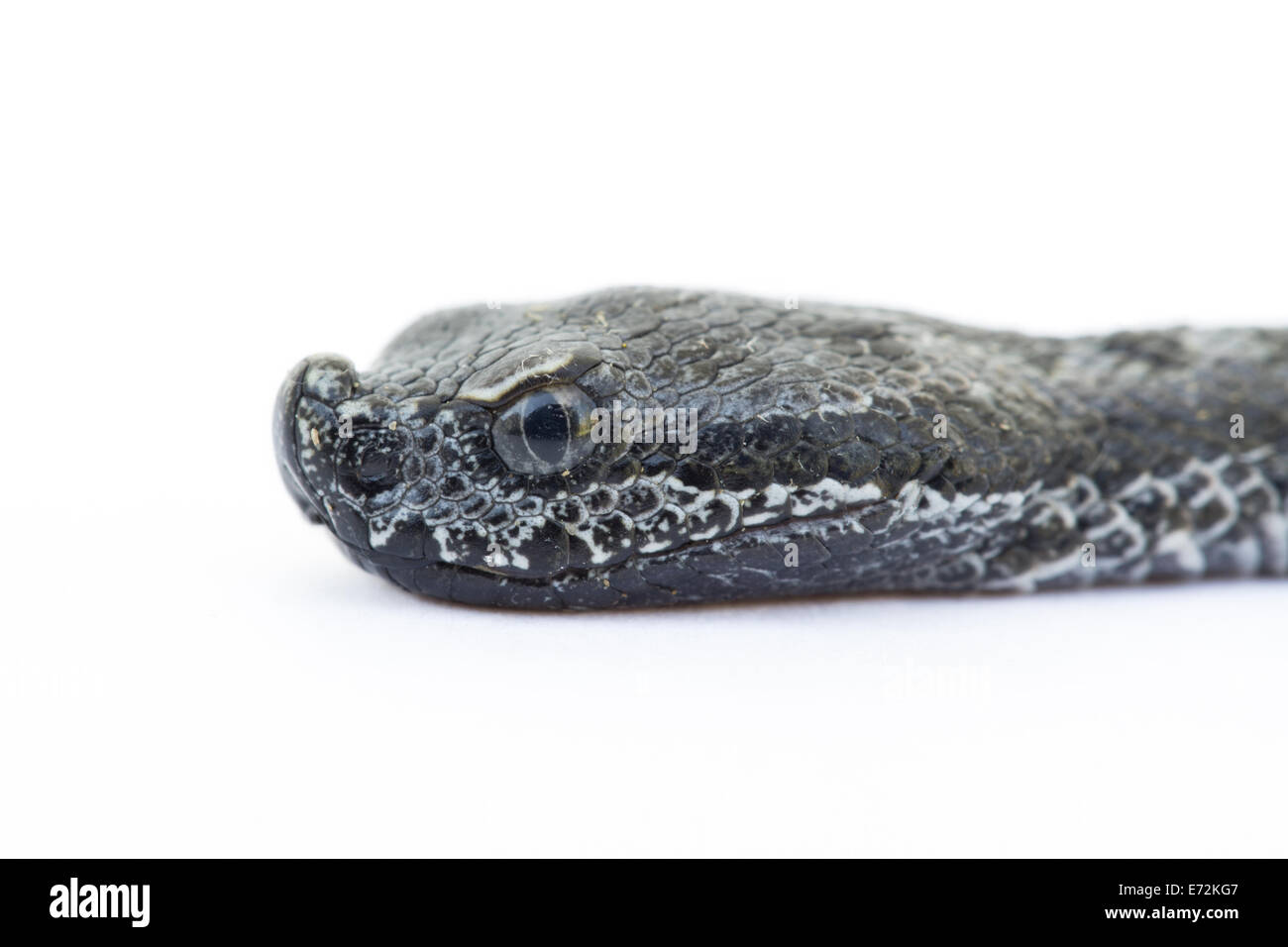 Viper baby Banque de photographies et d’images à haute résolution - Alamy