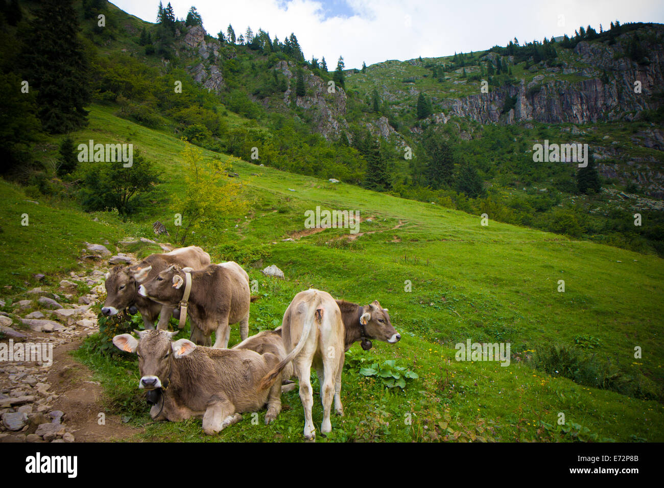 Vaches en montagne Banque de photographies et d’images à haute ...