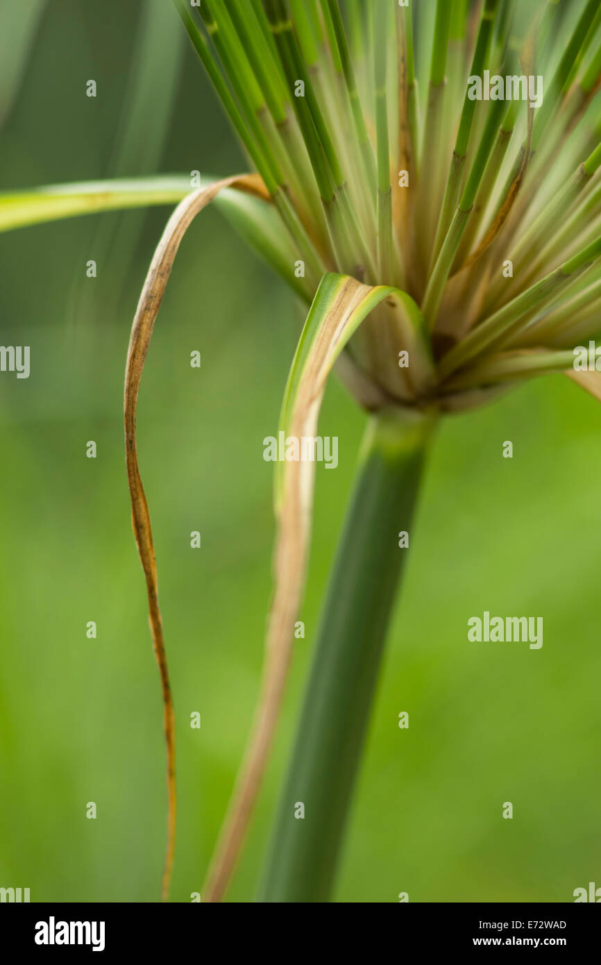 Papyrus Marsh Photos & Papyrus Marsh Images - Alamy