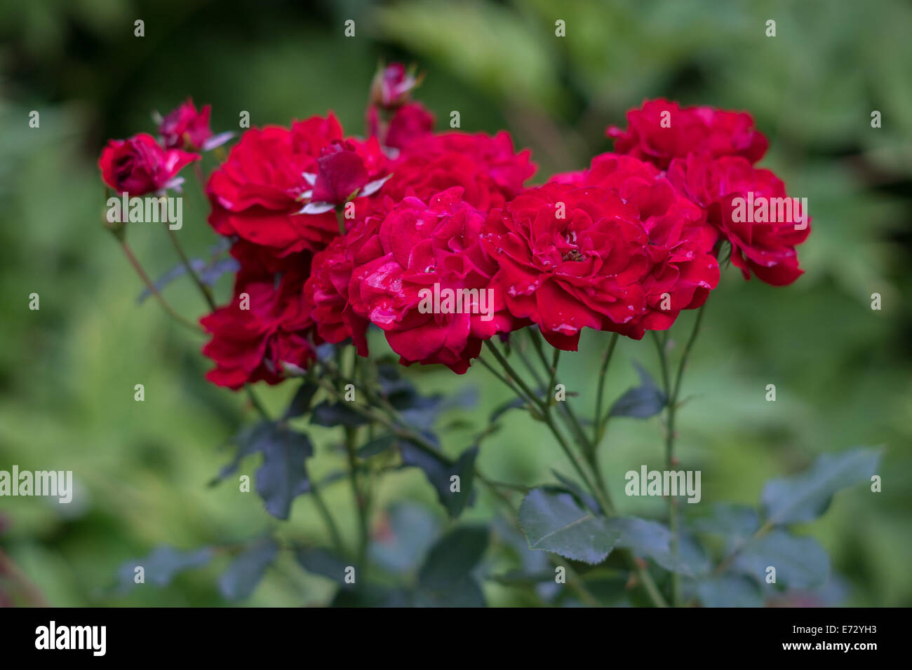 Roses rouges Banque de photographies et d’images à haute résolution - Alamy