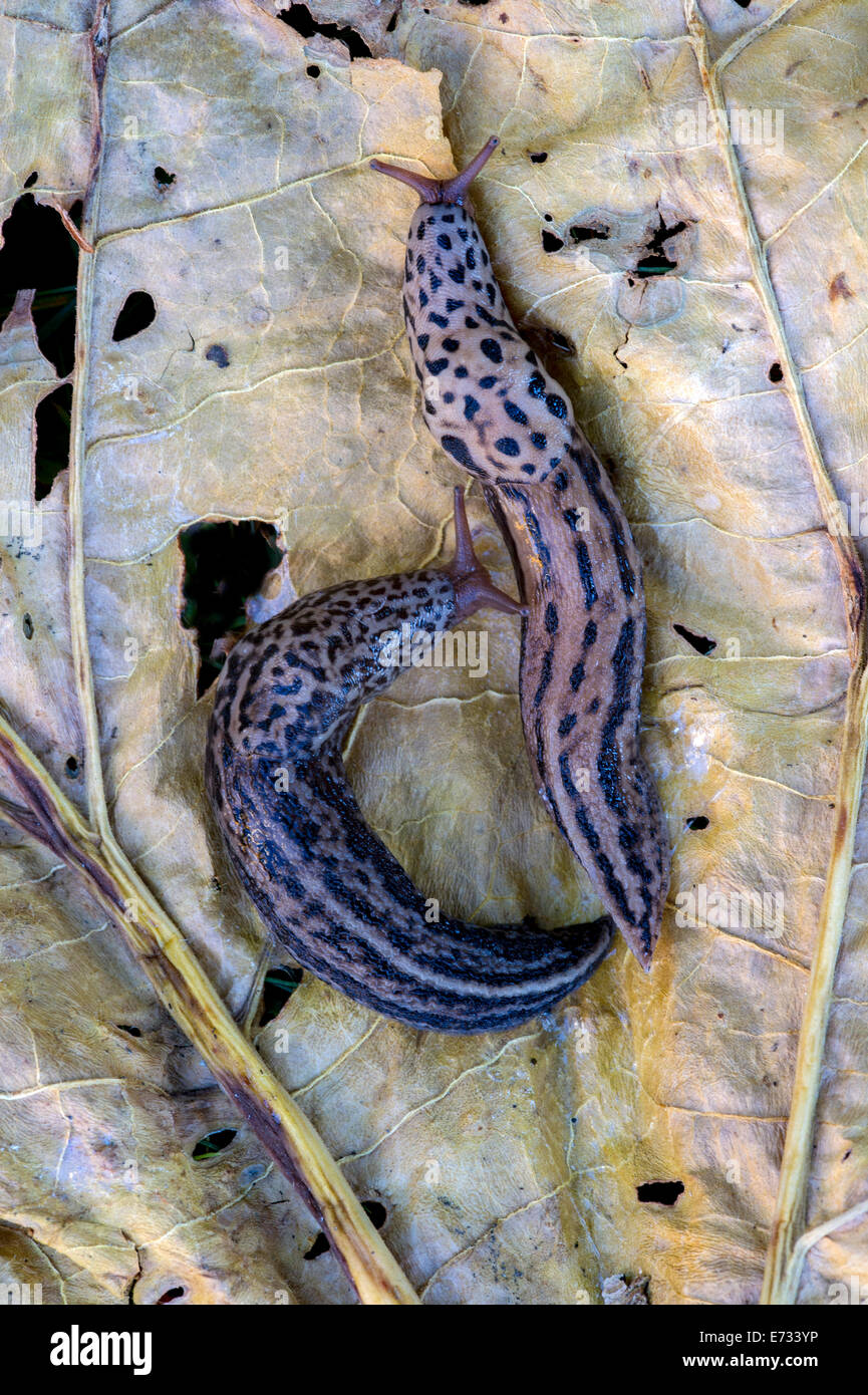 Limax maximus limax maximus Banque de photographies et d’images à haute ...