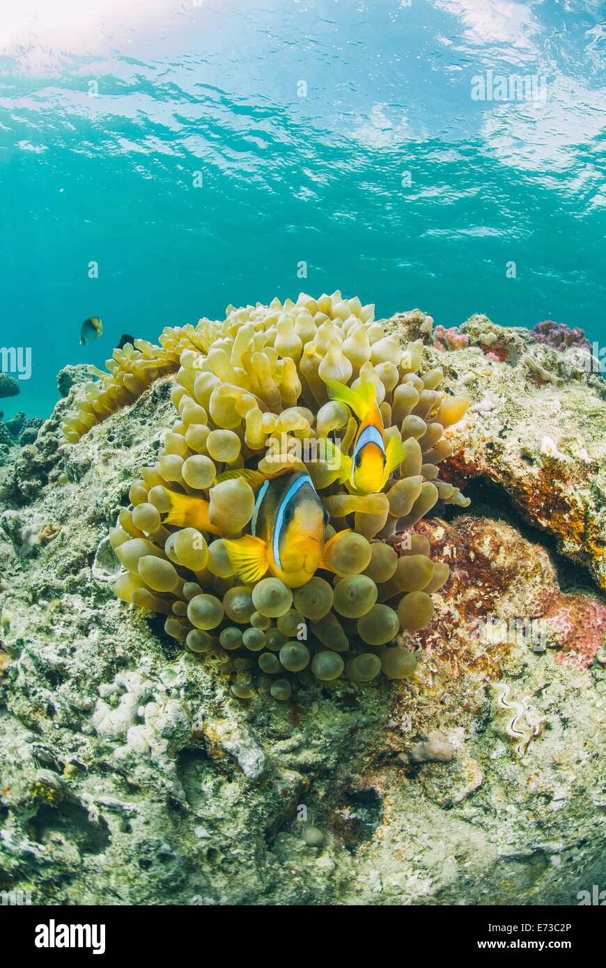 Mer Rouge poisson clown et anémone bulle paire, Naama Bay, Sharm El ...