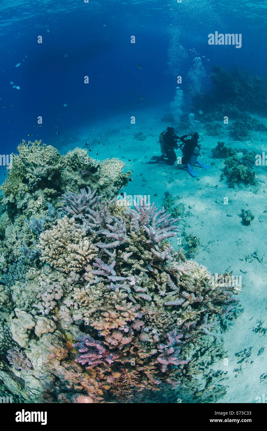 Plongeur et les habiletés techniques de l'instructeur à côté de corail ...