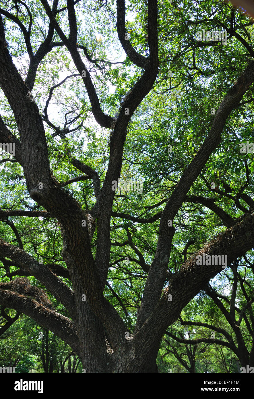 Live oak tree Banque de photographies et d’images à haute résolution ...