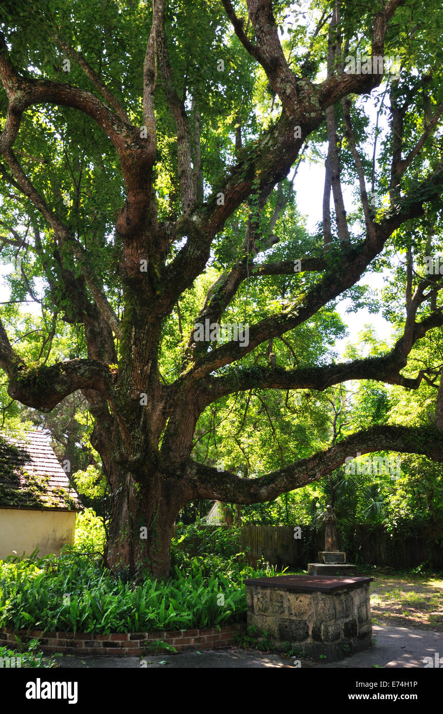 Live oak tree Banque de photographies et d’images à haute résolution ...