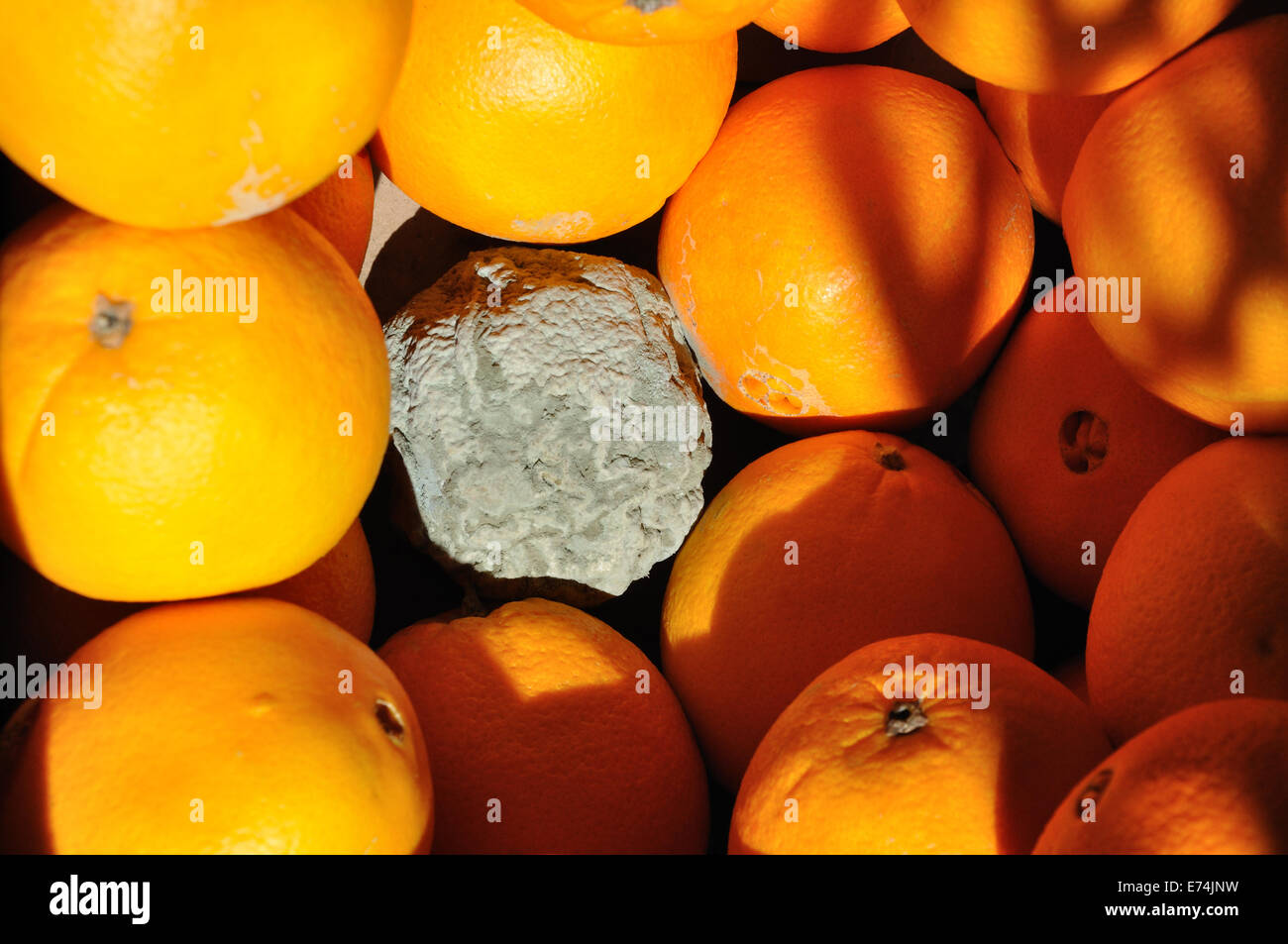 Orange With Mold Photos & Orange With Mold Images - Alamy