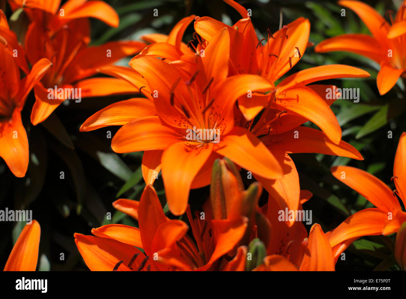 Fleurs de lys orange Banque de photographies et d’images à haute résolution - Alamy