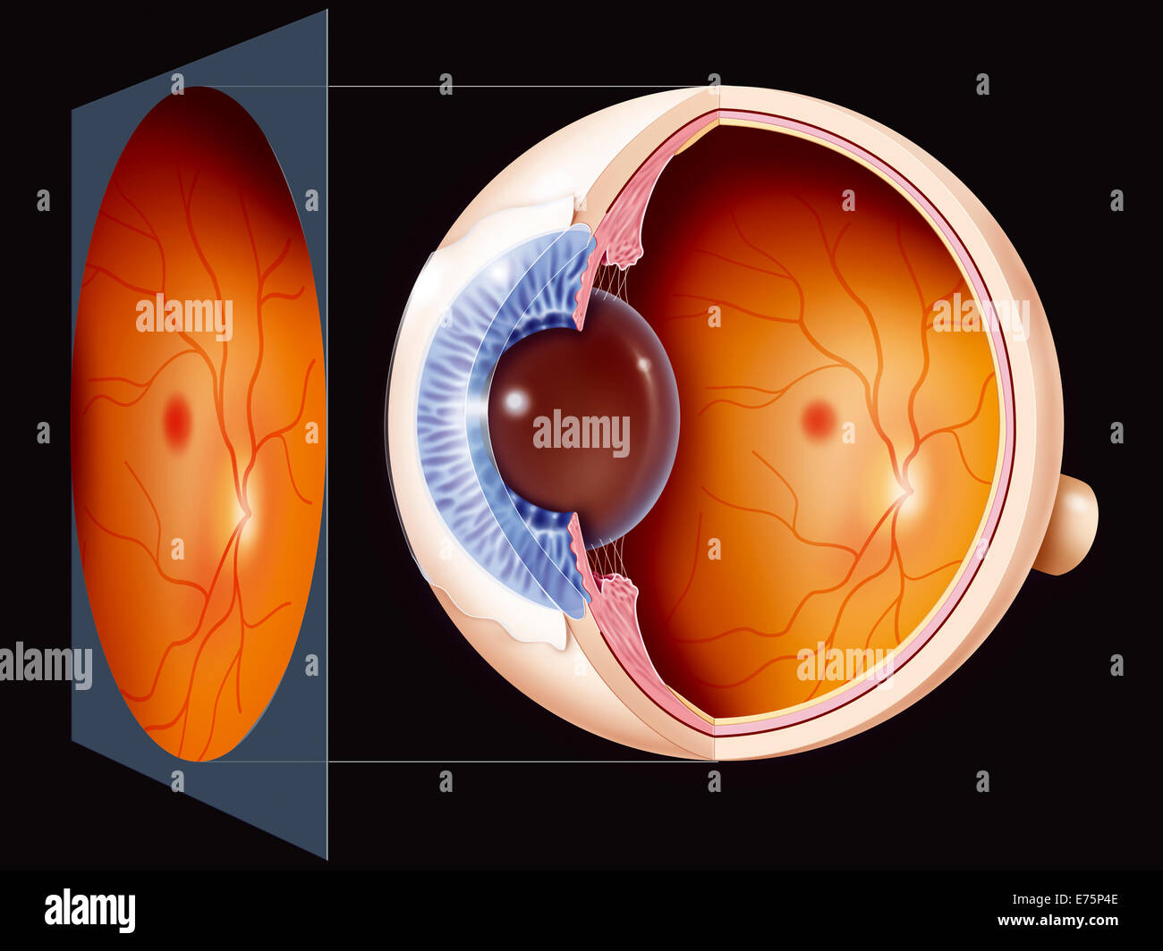 Dessin anatomique oeuil Banque de photographies et d’images à haute ...