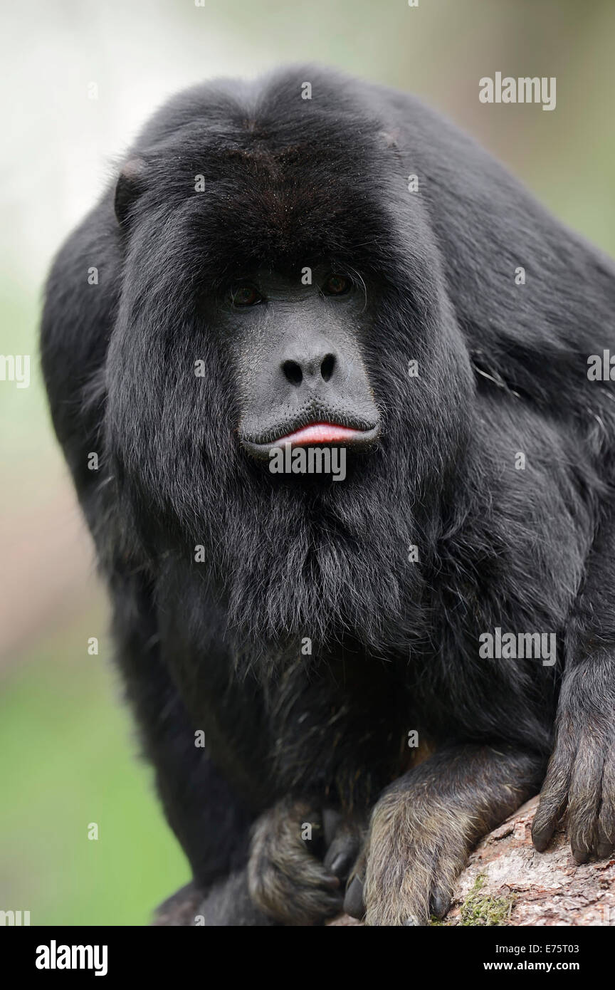 Black howler monkey alouatta caraya Banque de photographies et d’images ...
