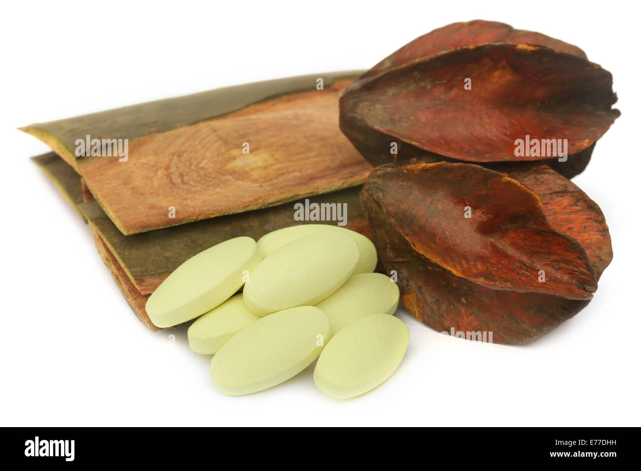 Terminalia tree Banque de photographies et d’images à haute résolution ...