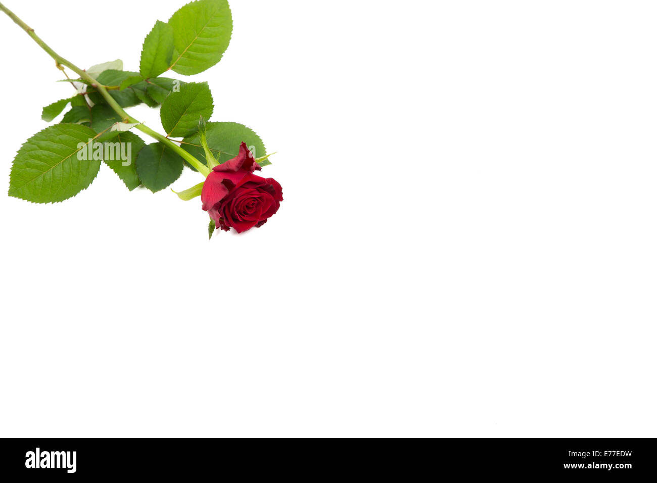 Fond blanc avec rose rouge Banque de photographies et d’images à haute ...