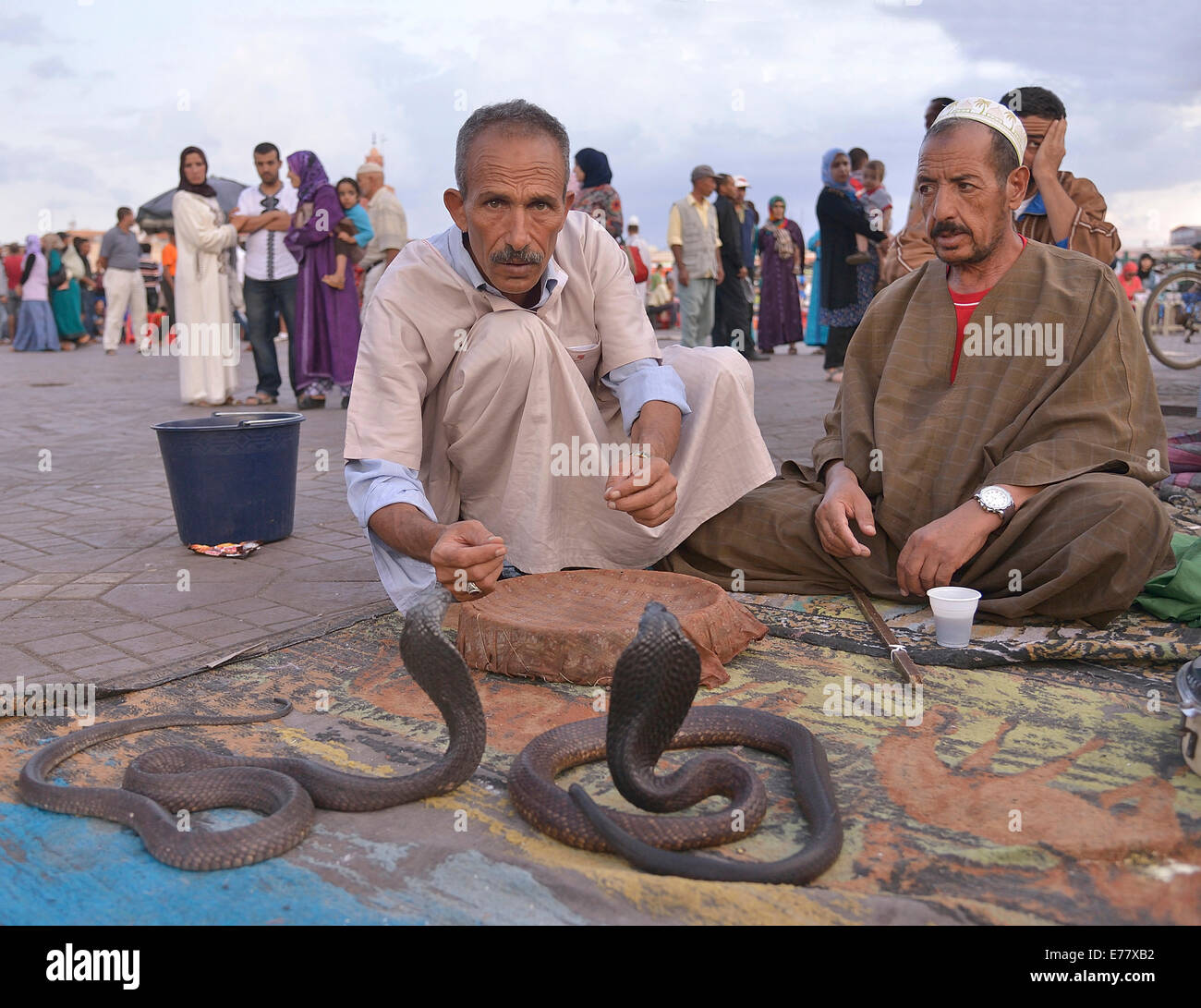 Serpent de marrakech Banque de photographies et d’images à haute ...