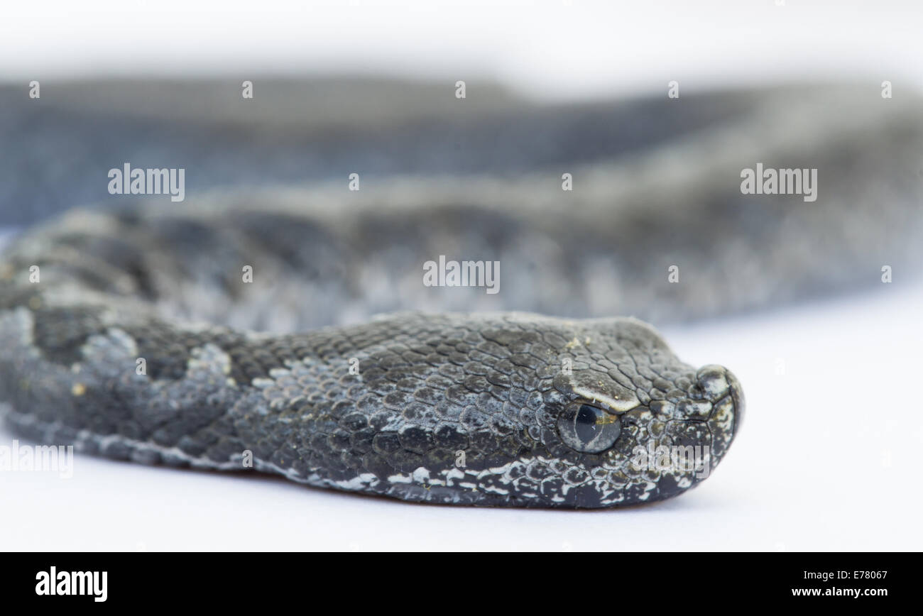 Viper baby Banque de photographies et d’images à haute résolution - Alamy