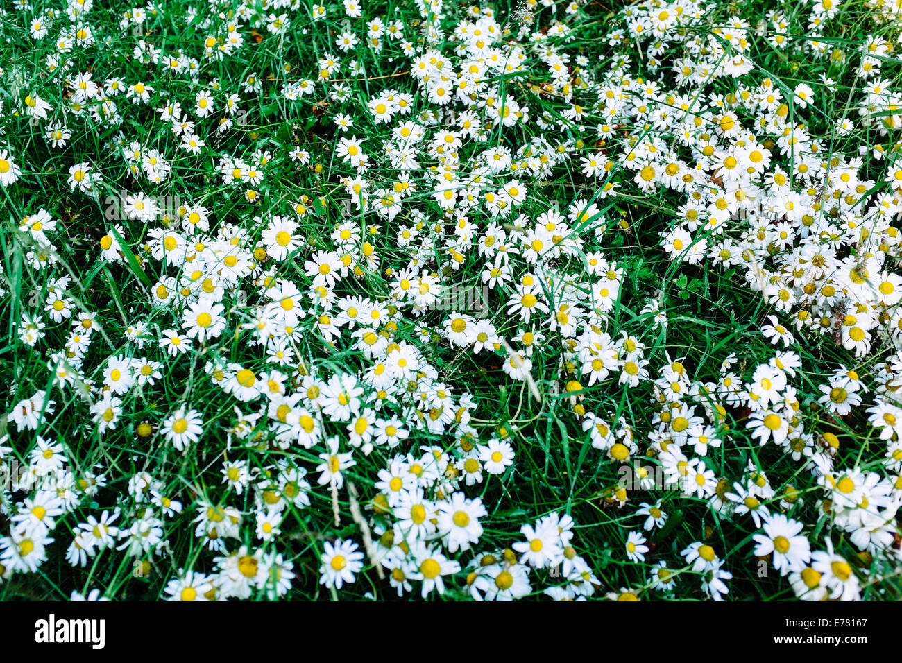 Pologne sauvage Banque de photographies et d’images à haute résolution ...