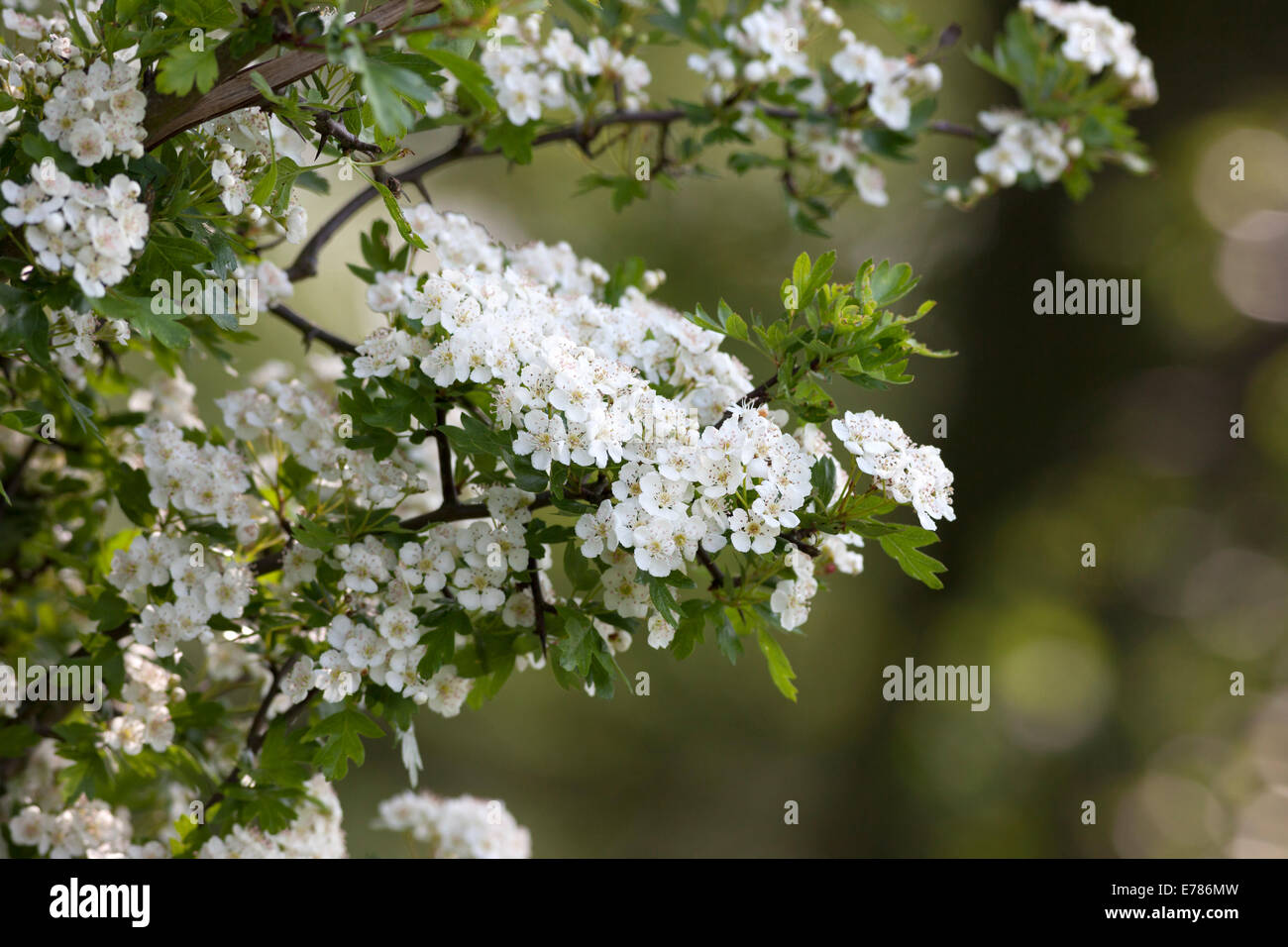 Crataegus commun monogyna Banque de photographies et d’images à haute ...