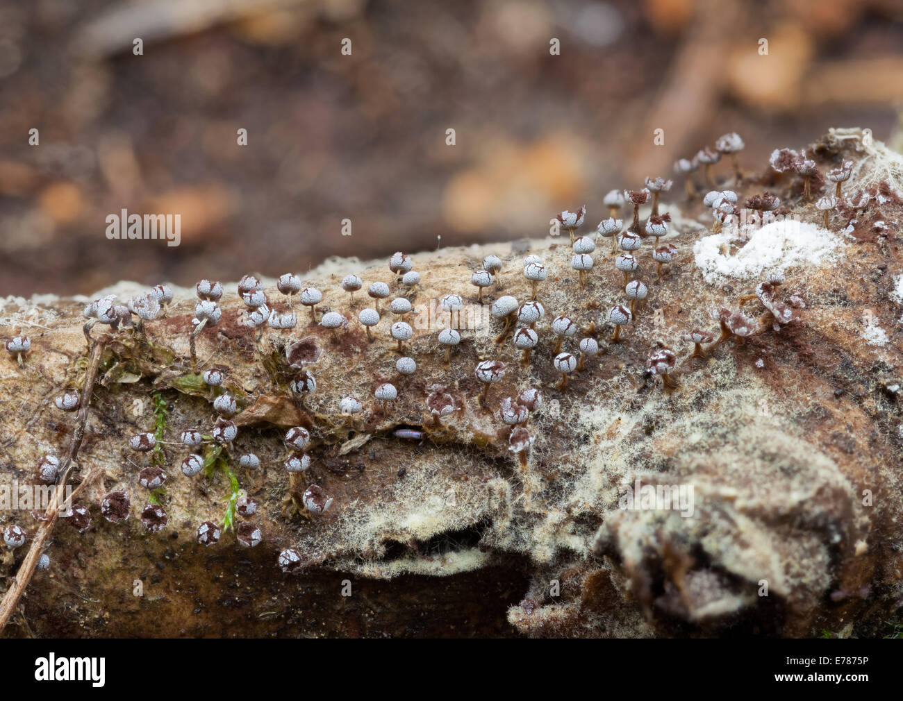 Slime molds Banque de photographies et d’images à haute résolution - Alamy